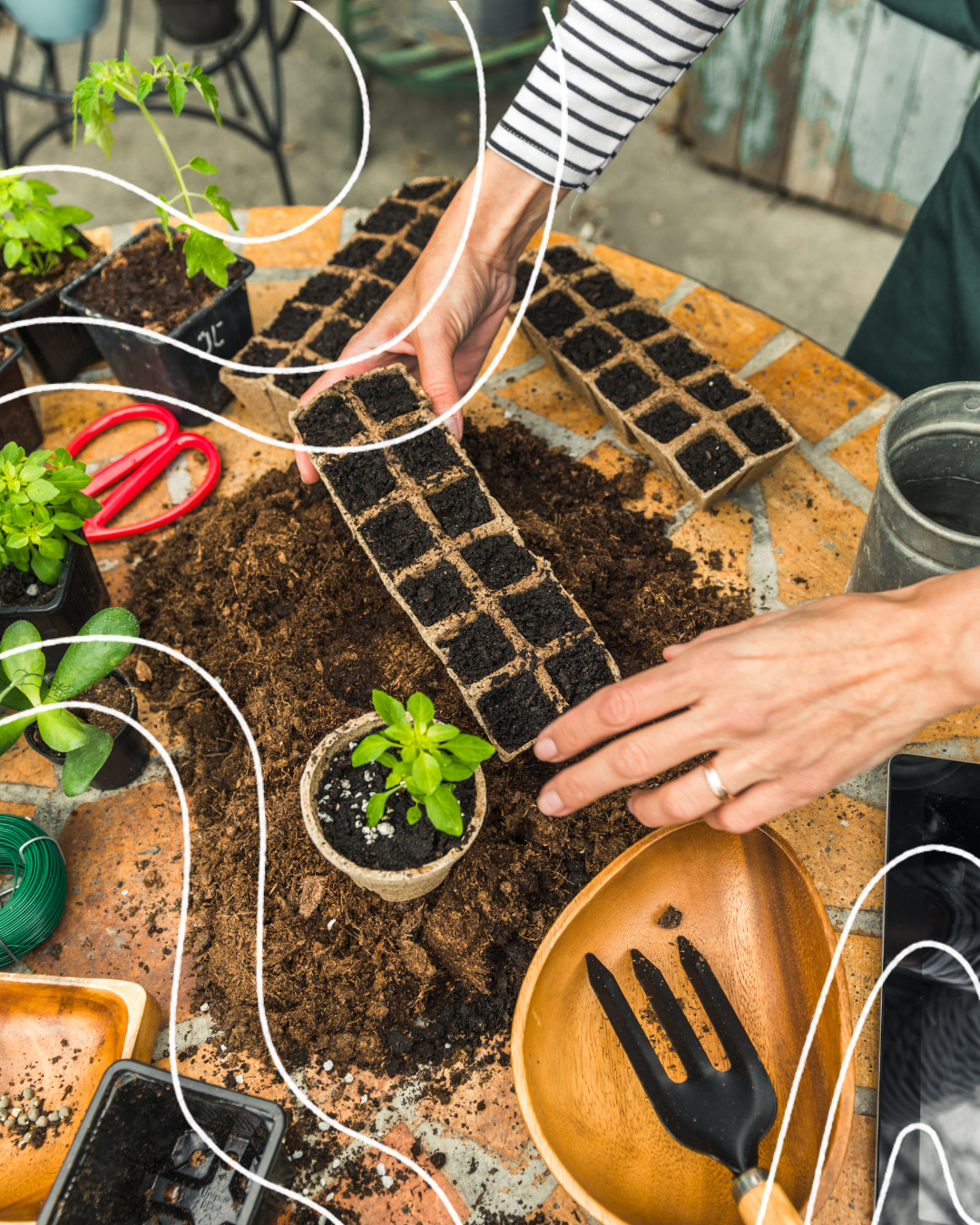 Seeding at home: Quebec gardening guide